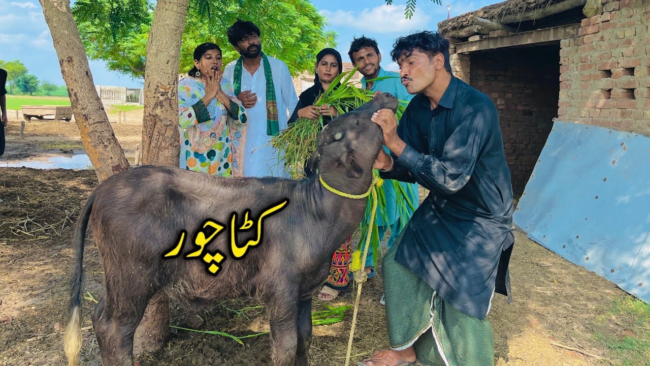 KATAY DA CHOR ! ASIF TALLU SIMRAN DR WAJID NEW FUNNY VIDEO 2024 BY ...