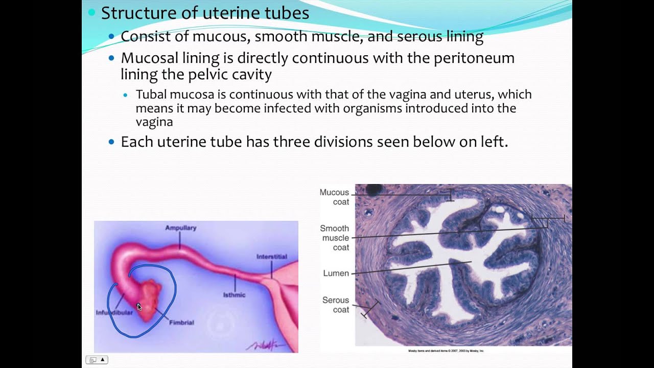 Female Reproductive System - YouTube
