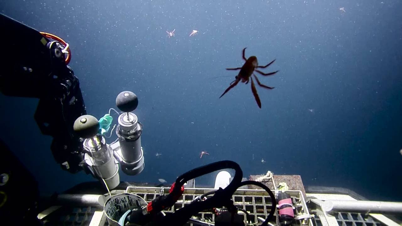 Breathtaking Biology in the Water Column | Nautilus Live - YouTube