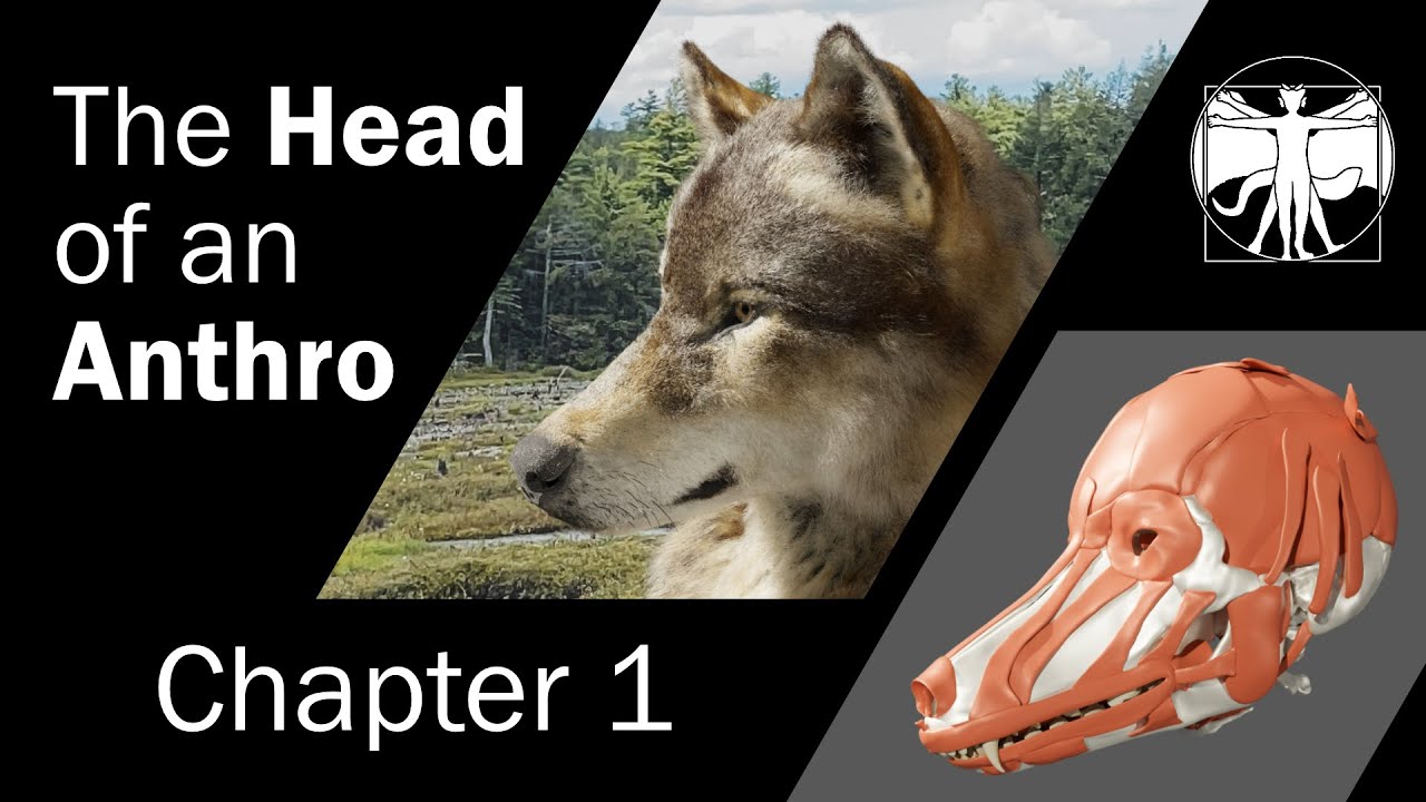 The Head of an Anthro - Ch 1: Anatomy and Physiology - YouTube