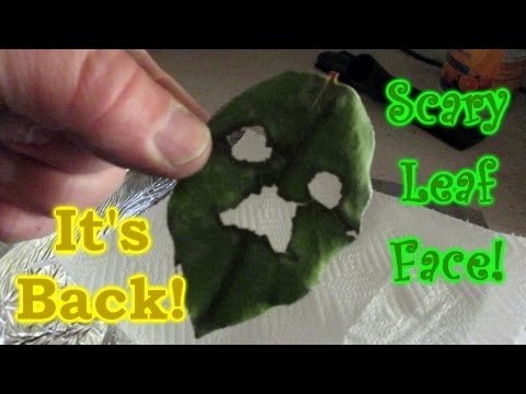 The Scary Leaf Face!!! [Day 2367 - 04.24.17] - YouTube