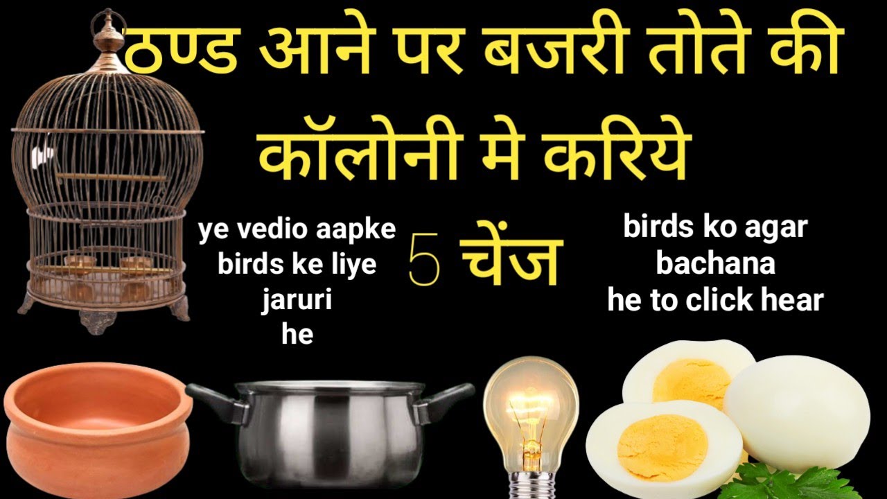 How to Keep Your Budgies Warm in Winter (The Humane Way)#indor birds ...