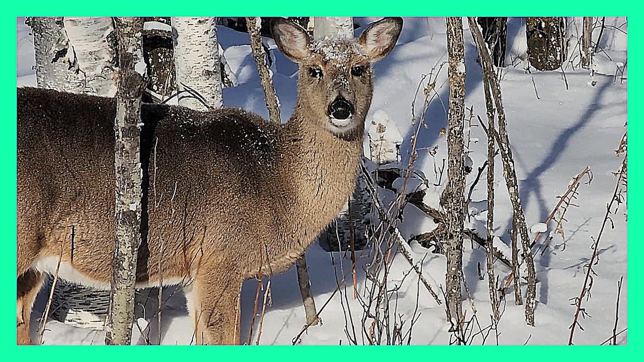 Zoomed In: Deer In Their Natural Winter Environment...& only the sounds ...