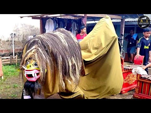 Macan-macanan 2 Jaranan Cilik Dharma Abisatya. Live Pasar Kuliner Kemiren. 16/10/2022.