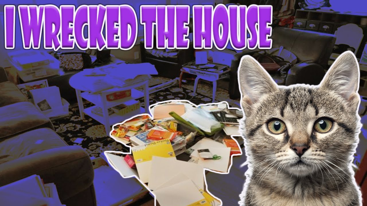 I AM THE WORST KITTY CAT - CATLATERAL DAMAGE - YouTube