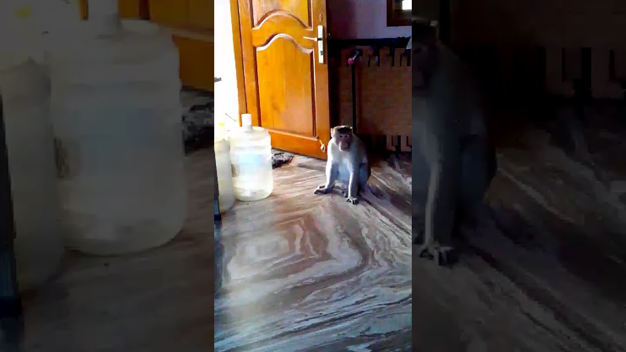 Monkey watching tv in my house - YouTube
