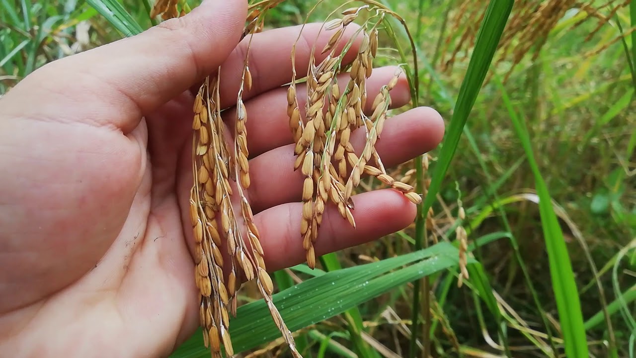 Menuai padi bukit - YouTube