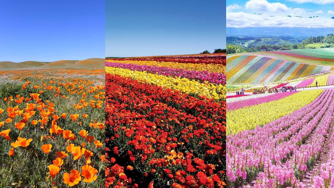 37 Colorful Flower Field - The Most Beautiful Flower Fields in the ...