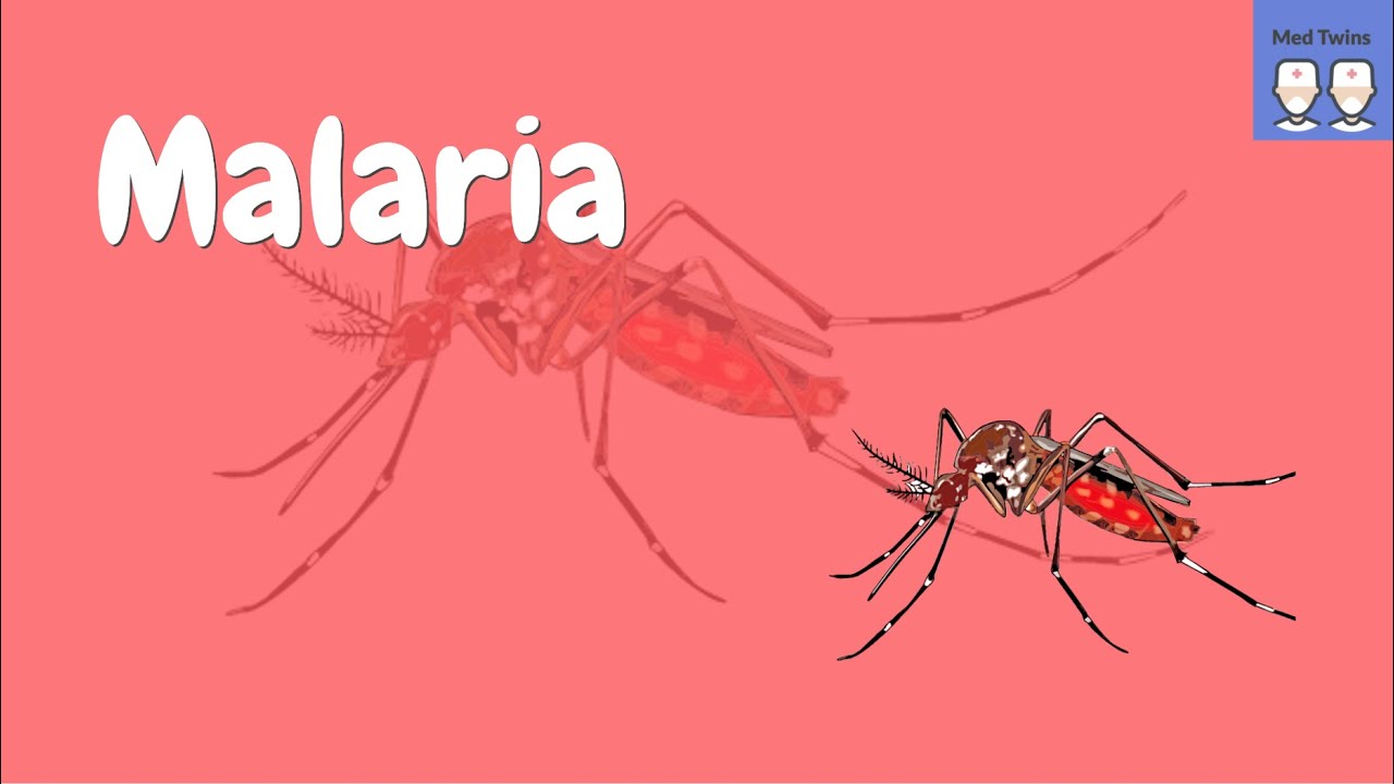 Pathophysiology of Malaria [Life cycle of the plasmodium parasite ...