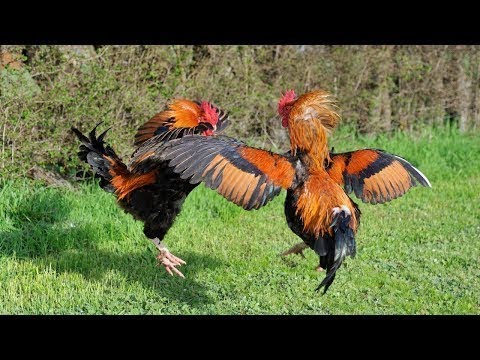 MOST Aggressive Rooster Breeds - YouTube