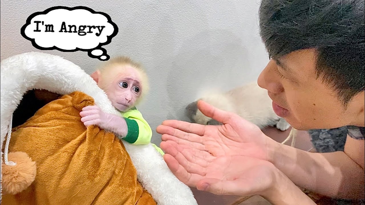 How to calm an angry baby monkey? - YouTube