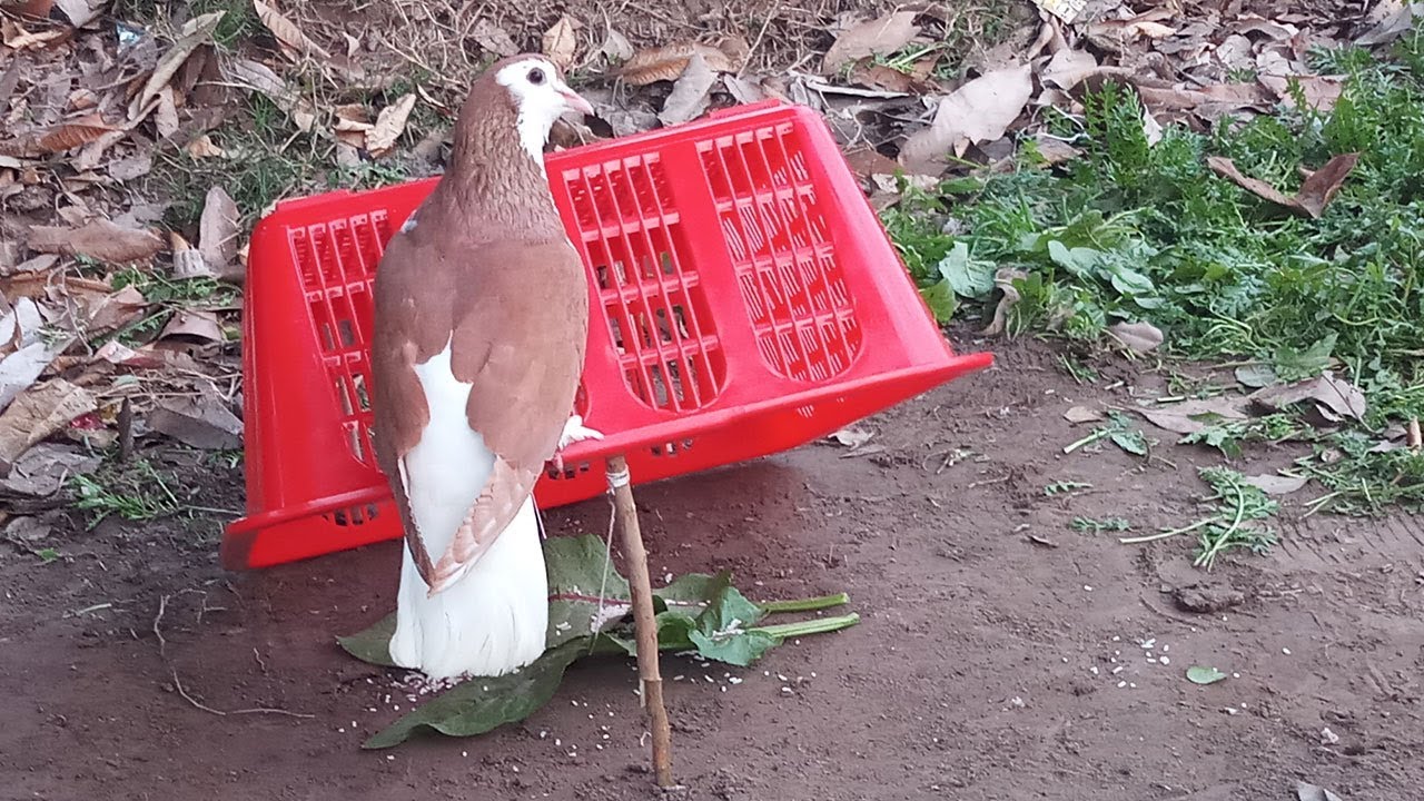 Awesome Quick Bird Catching Trap using Plastic Basket - YouTube