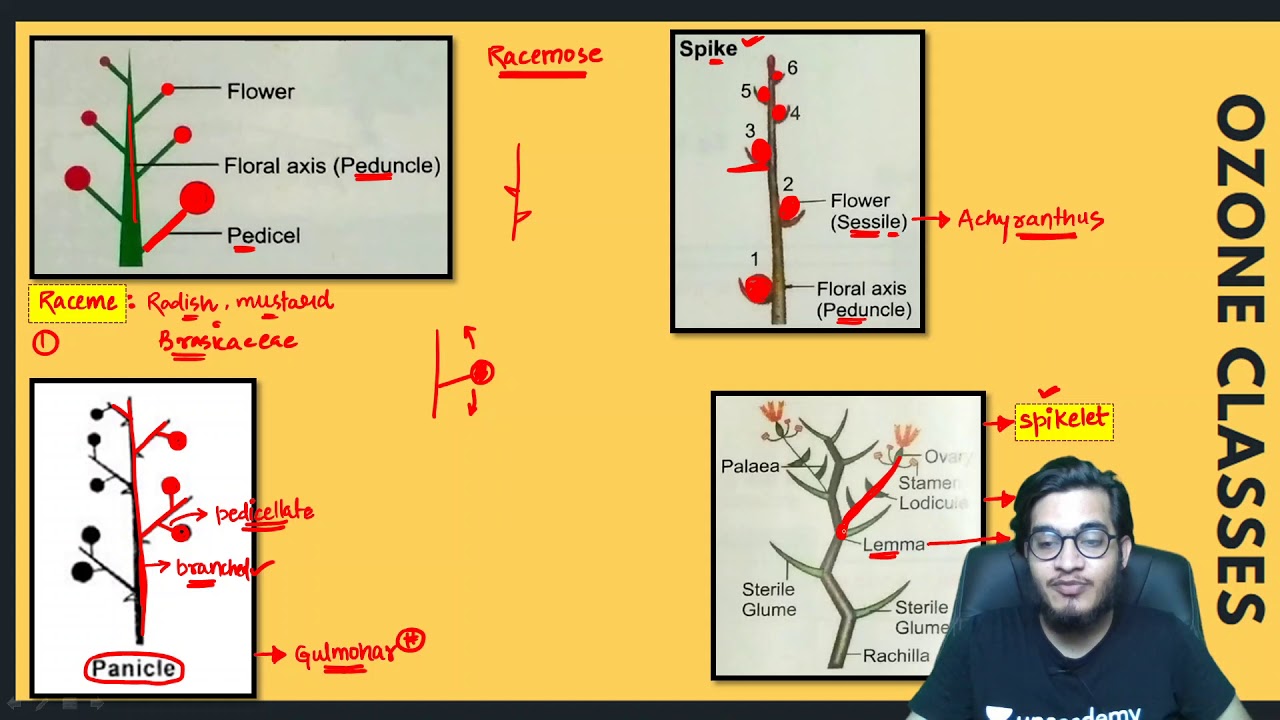 Types of Inflorescence: Racemose, Cymose, Special type & their Sub ...