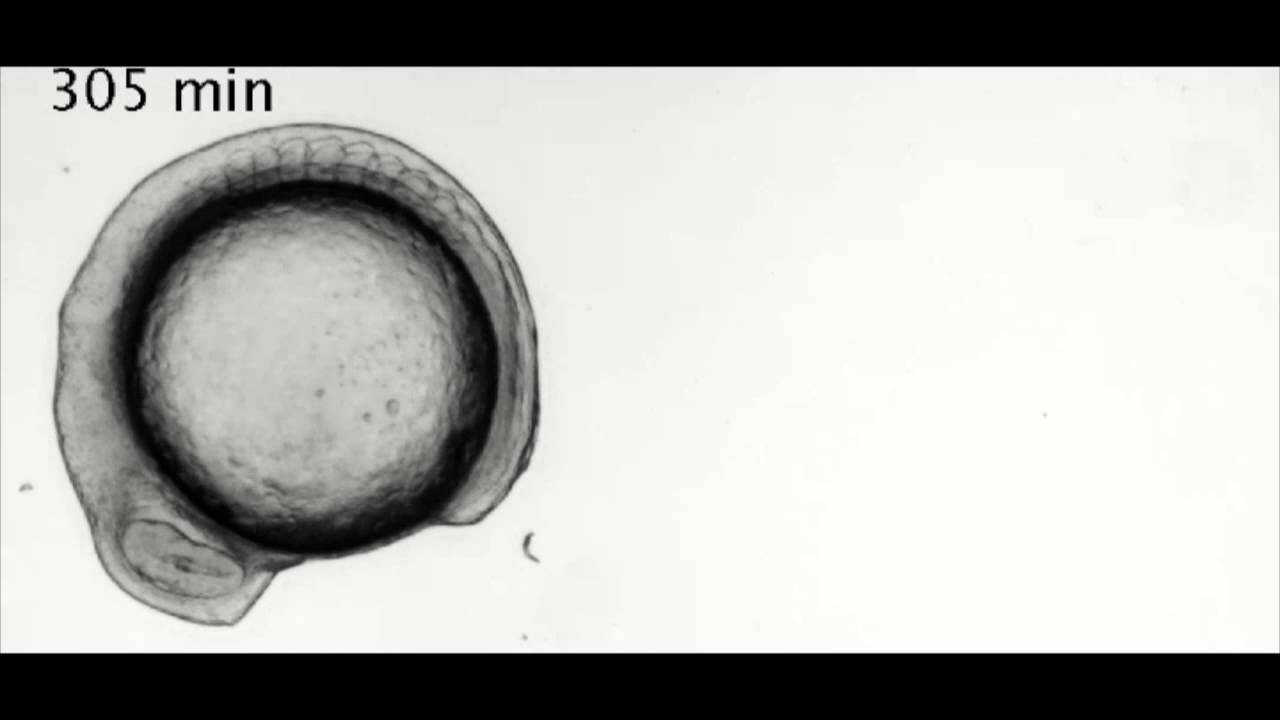 Somitogenesis - YouTube