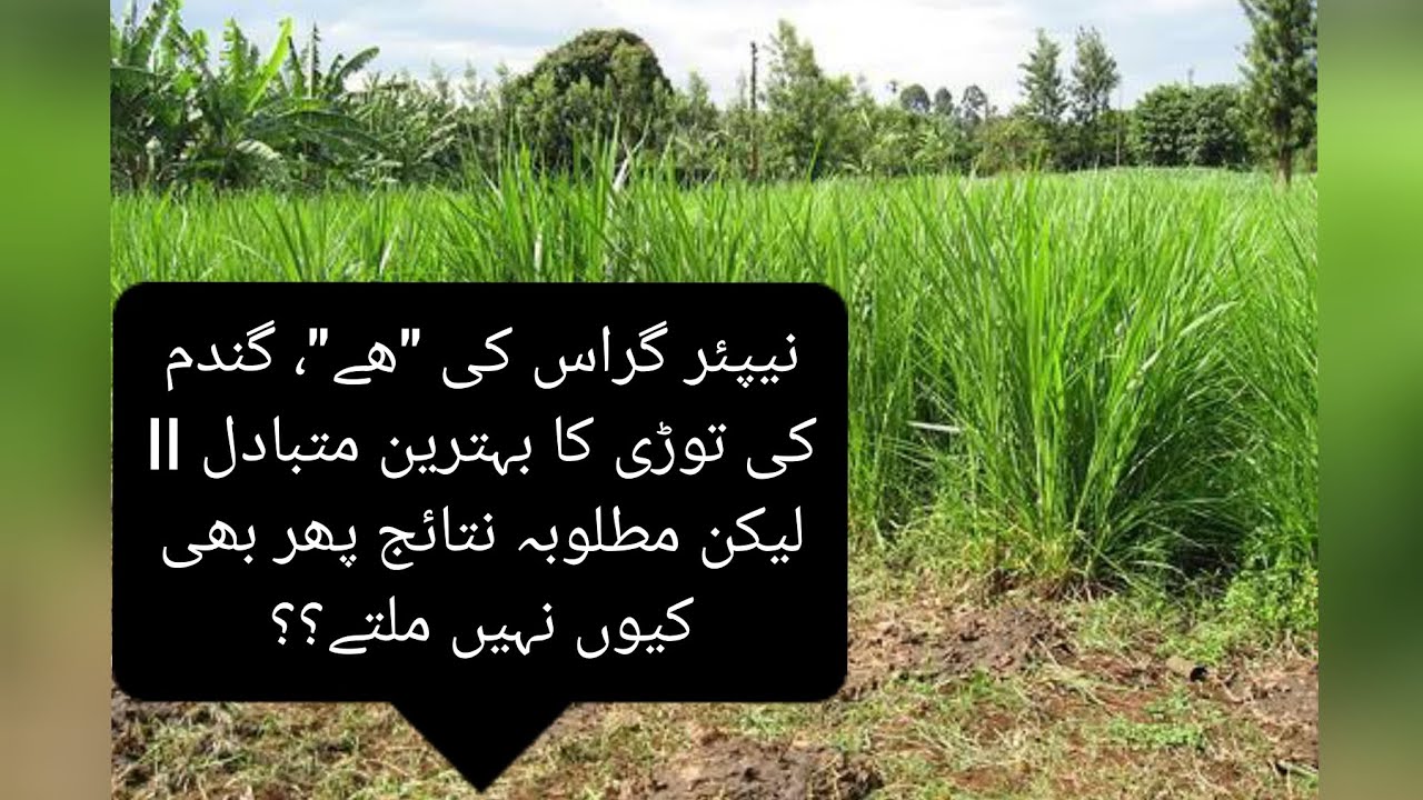 Napier Grass HAY ll Alternative of wheat straw ll Why cant we get the ...