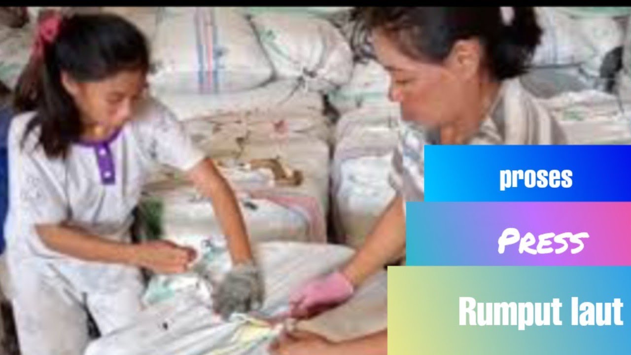 Proses Press Rumput Laut (Dried. Seaweed) - YouTube