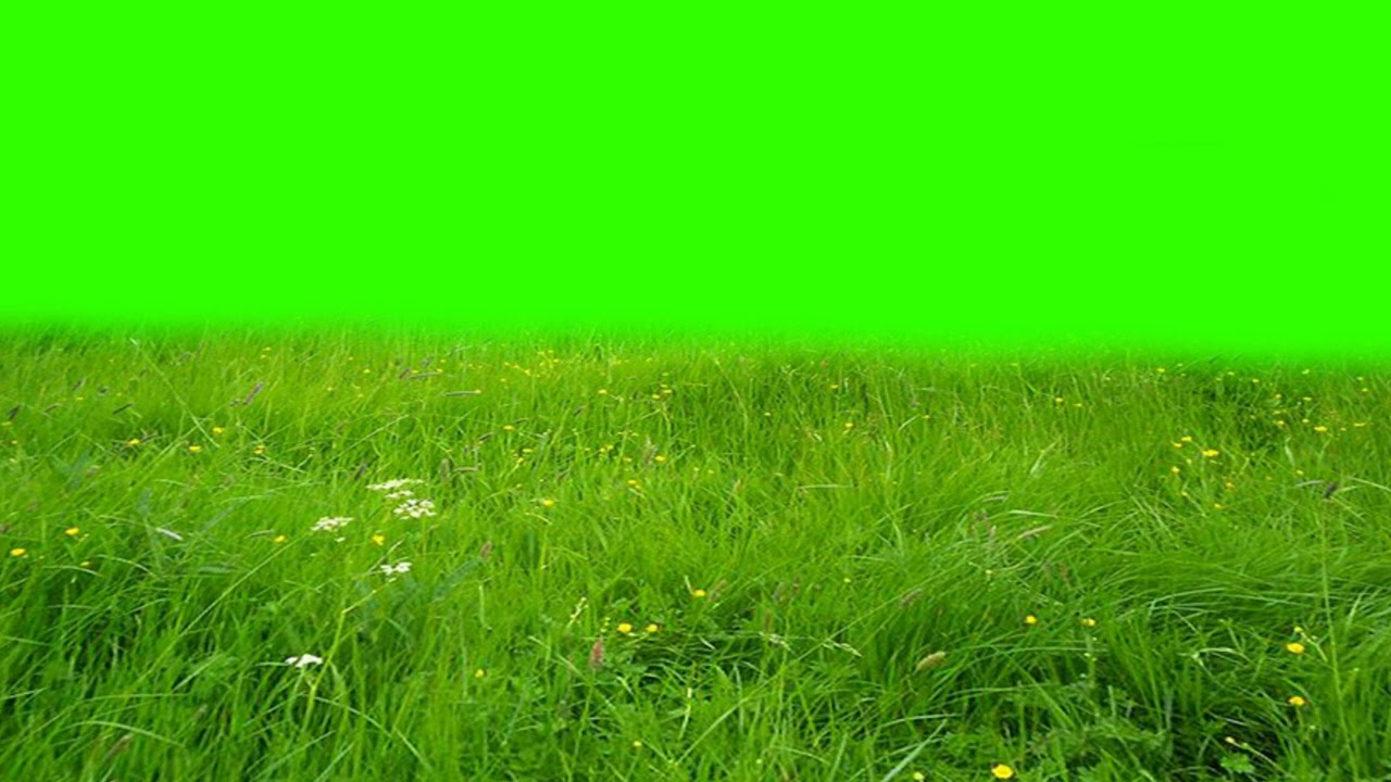 Grass image 🥰 Green screen video free download - Free copyright - YouTube