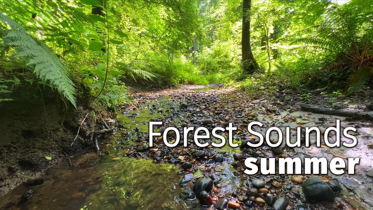Relaxing Forest Sounds 🌲🌳 Beautiful Birdsong & Quiet Stream, Nature ...