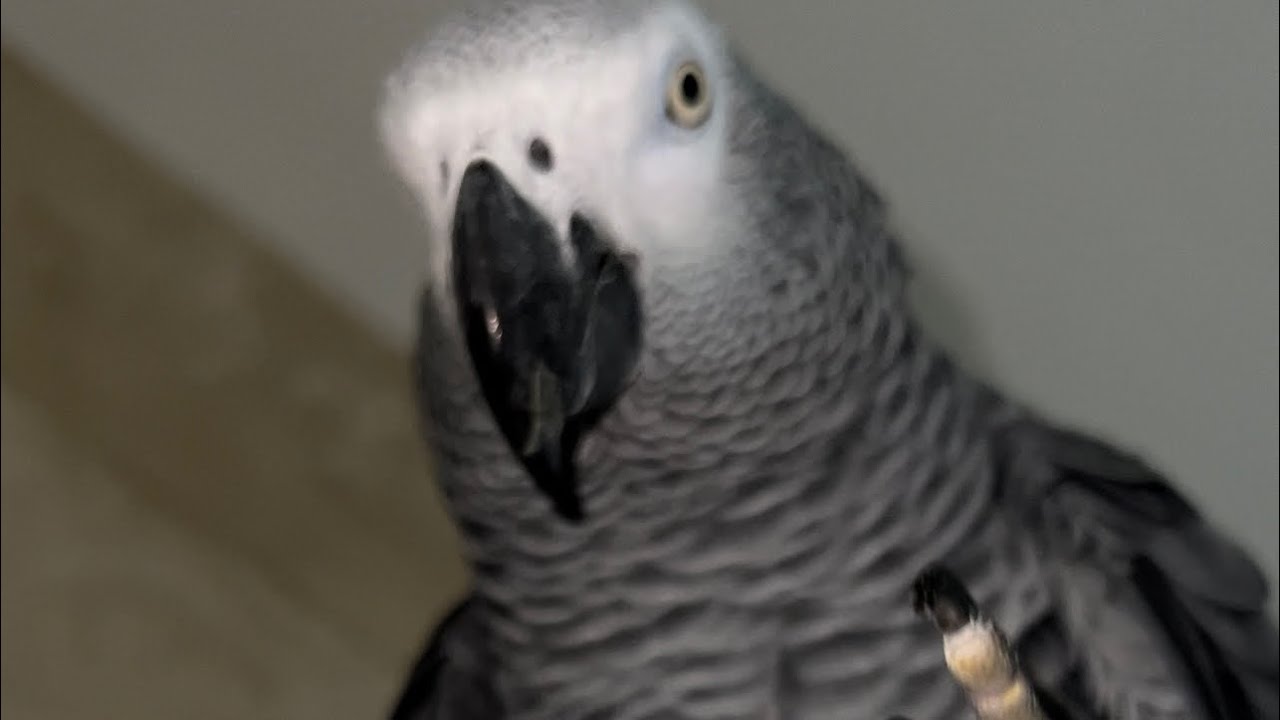Cutting my parrots toenails - YouTube