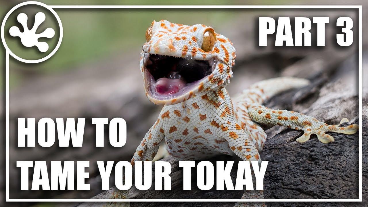 How To: Tame Your Tokay! Part 3 - YouTube