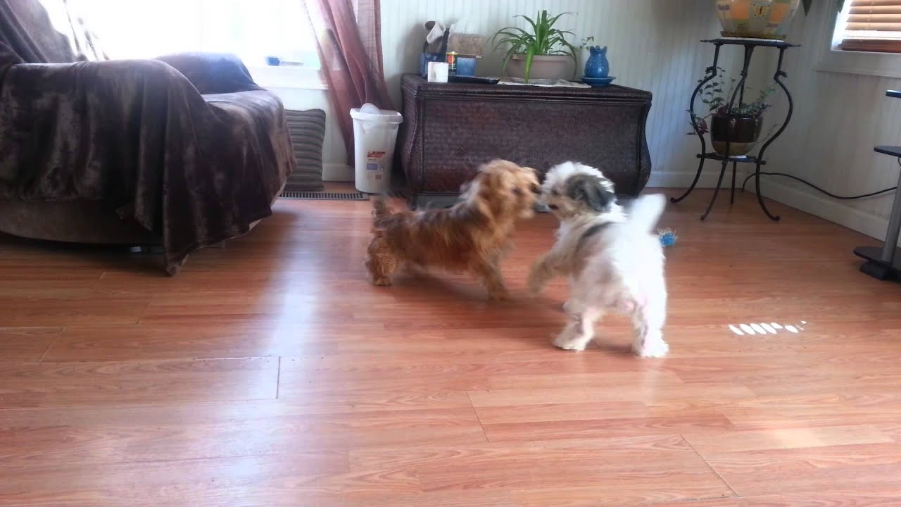small dogs playing - YouTube