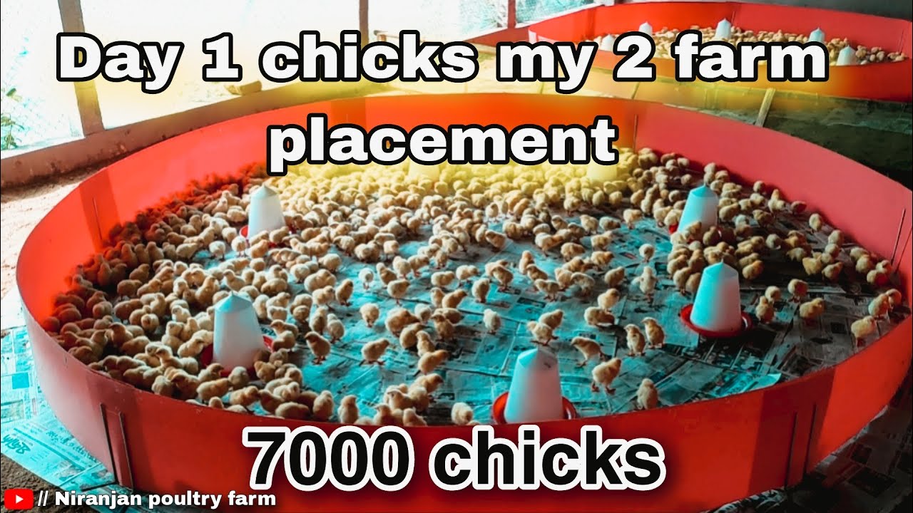 Day 1 chicks placement my 2 Poultry Farm || first day 7000 chicks ...