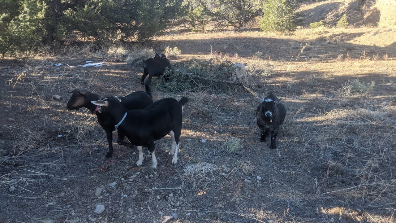 ⚡ Lightning Goats ⚡ Live Stream - YouTube