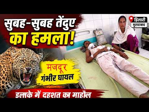Moradabad News: डिलारी में तेंदुए के हमले से मजदूर गंभीर घायल, इलाके में दहशत का माहौल