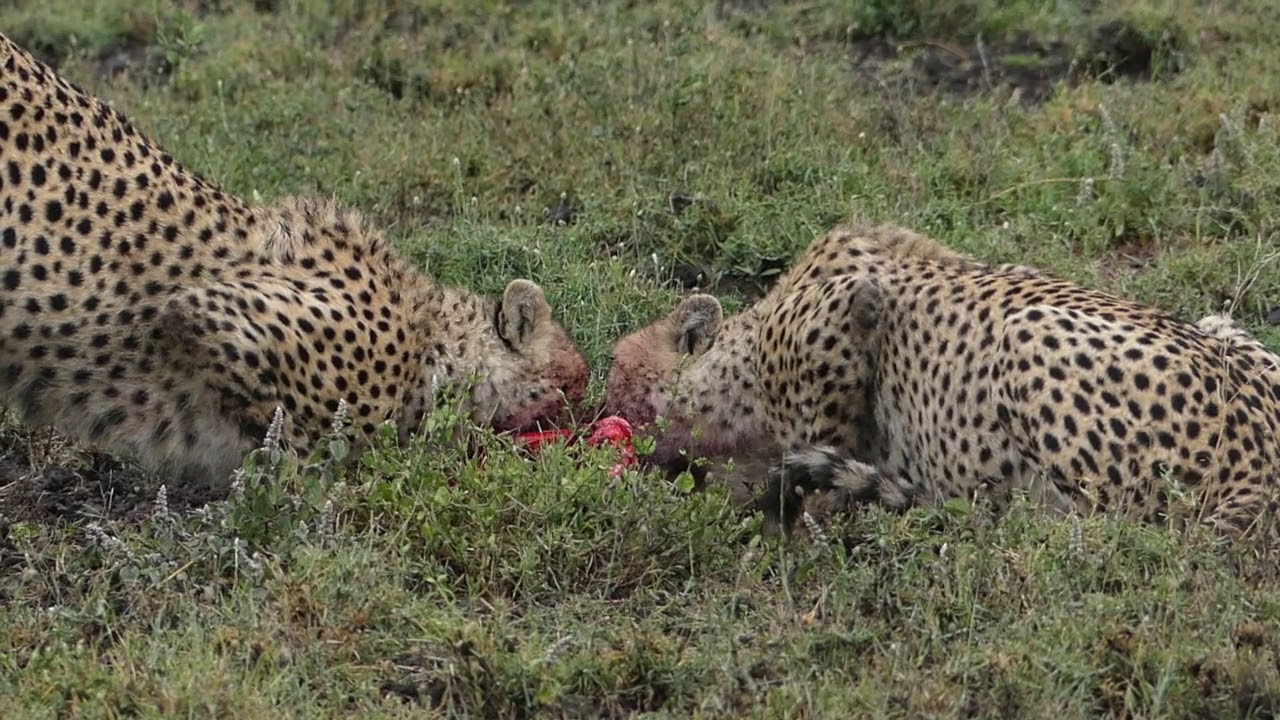Lions Chasing Leopards...Ndutu - YouTube