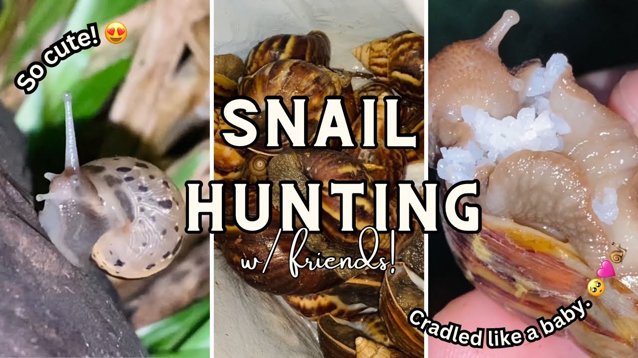 Giant African Snail Hunting 🐌💕 - YouTube