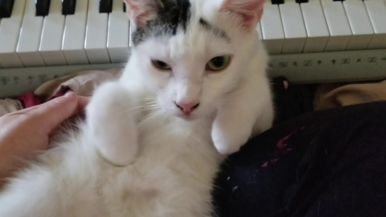 God gave the the perfect cat hes so loving and perfect - YouTube