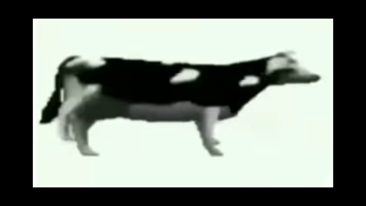 el meme de la vaca bailando XD - YouTube
