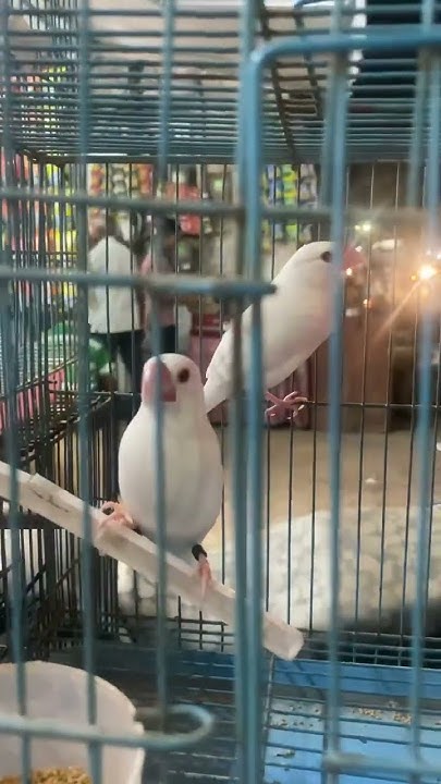 Beautiful White java finch birds | #shorts #shortsfeed #javafinch #bird ...