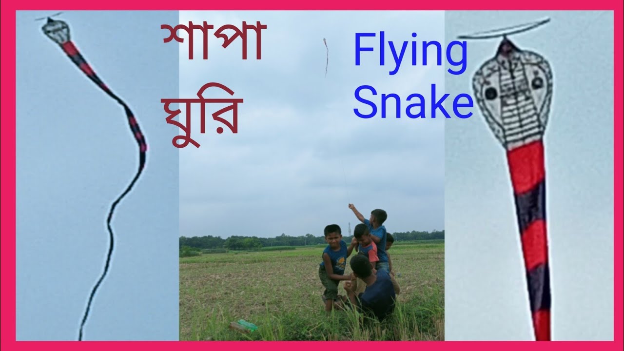 রাসেল,স ভাইপার শাপা ঘুরি Russell,s vai par Flying Snake - YouTube