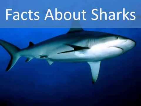 Facts About Sharks | Interesting Facts About Sharks - YouTube