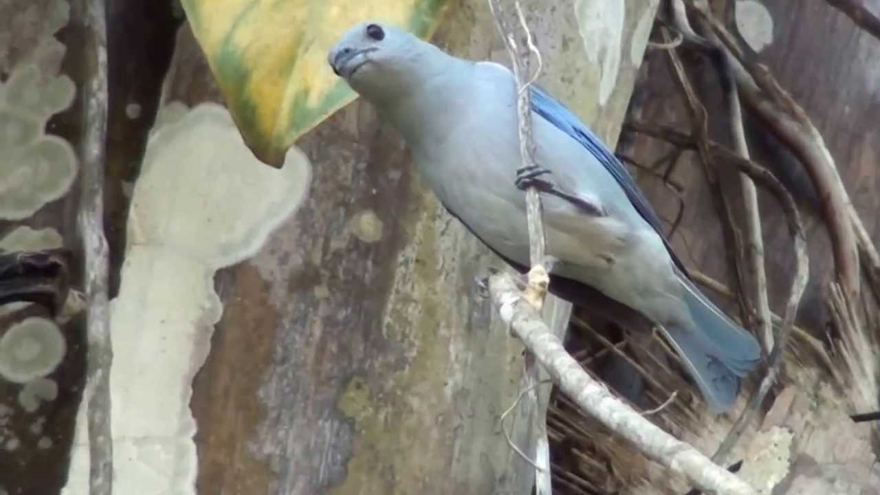 Pássaros amazônicos, Sanhaço, Pipira, - YouTube