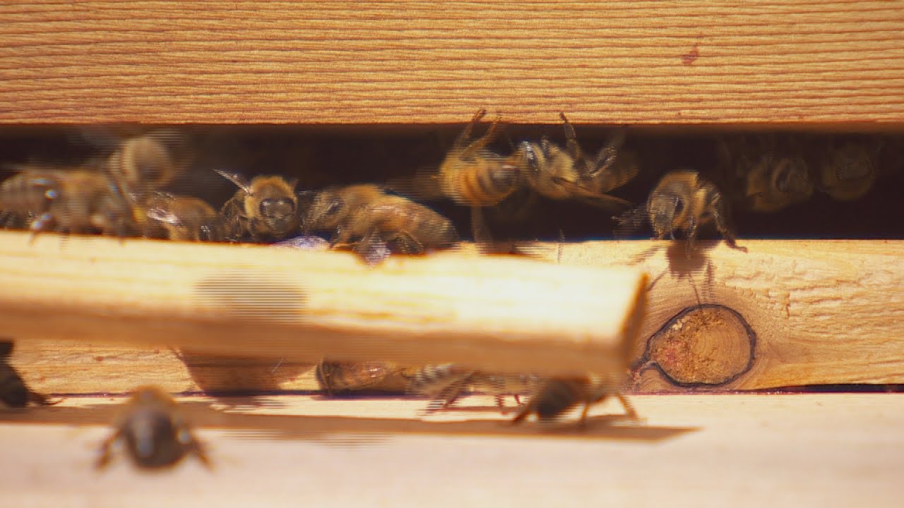 'Zombie' bees in Canada - YouTube