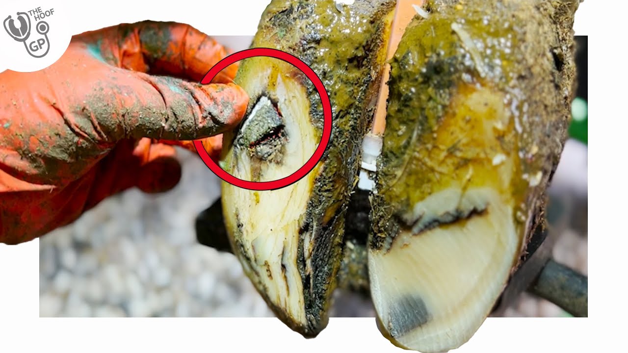 this STONE was EMBEDDED in a COWS HOOF! - YouTube