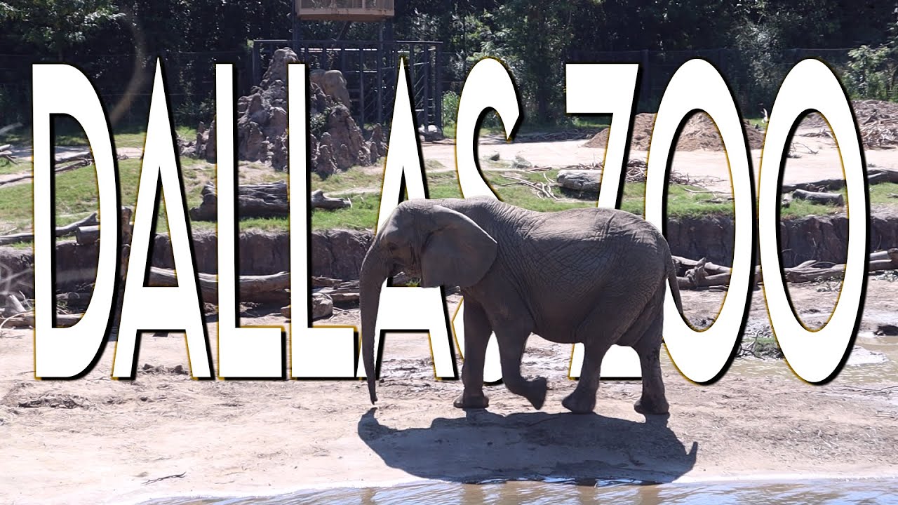 DALLAS ZOO | Feeding the giraffes and more! | e88 - YouTube