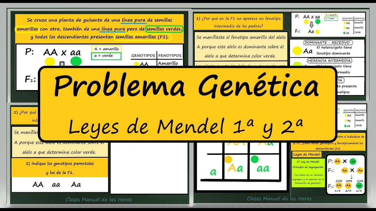 Problema de Genética Mendeliana. Leyes de Mendel 1ª y 2ª. Genética ...