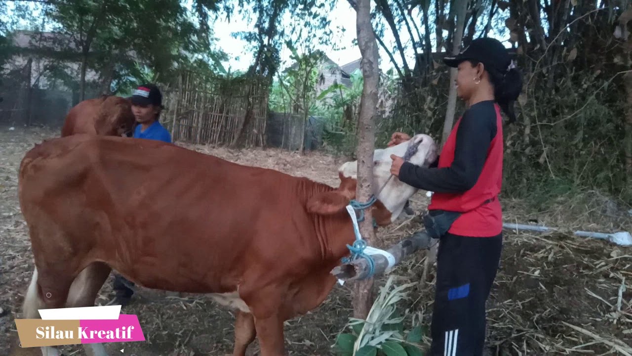 Luka..!!! Sapi Betina Cecep garcep kalee - big bull vs young cow - YouTube