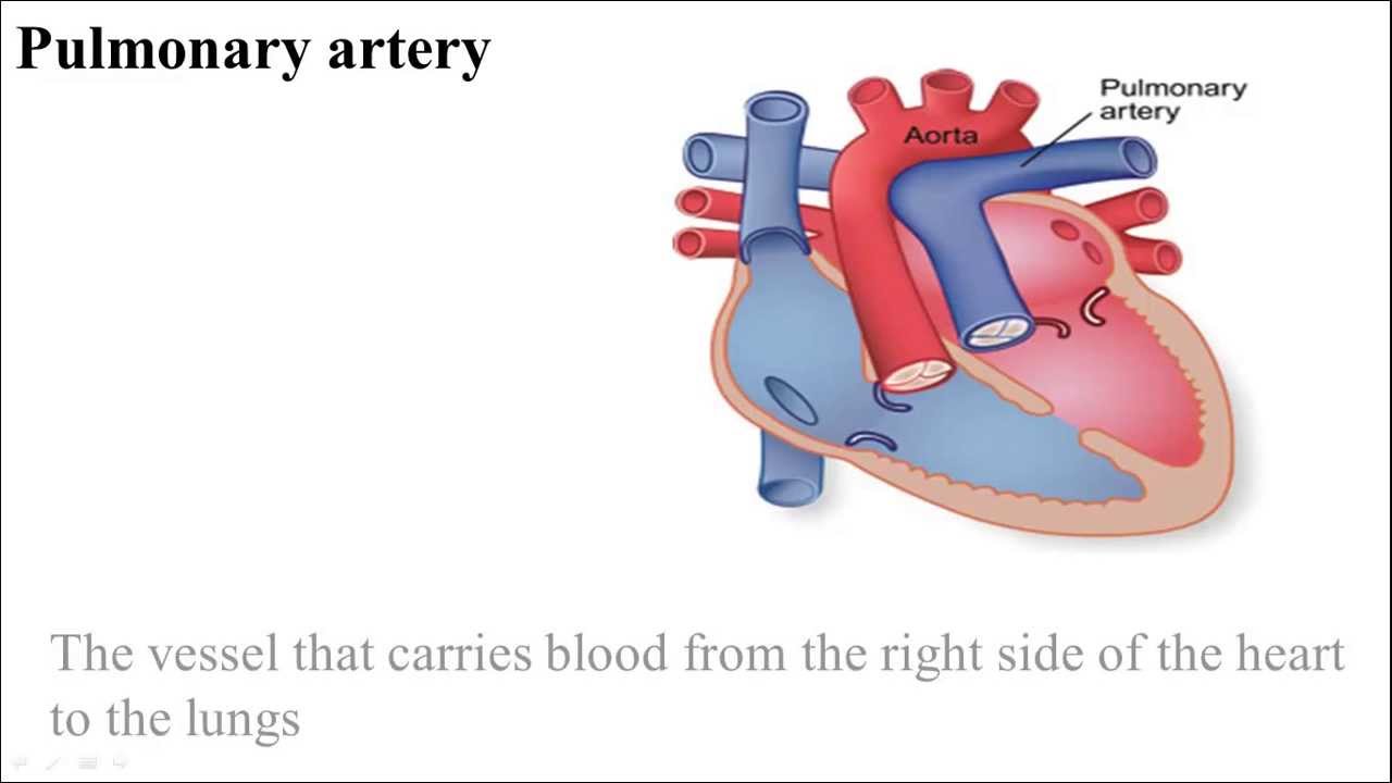 Cardiovascular System - Medical Terminology (Part 3) - YouTube