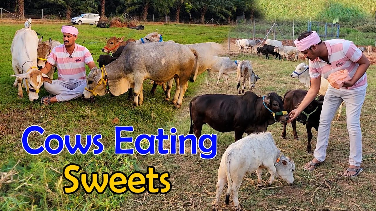 Miniature Cows Eating "Jilebi" Sweet | Our Cows Love Sweets | Nadipathy ...