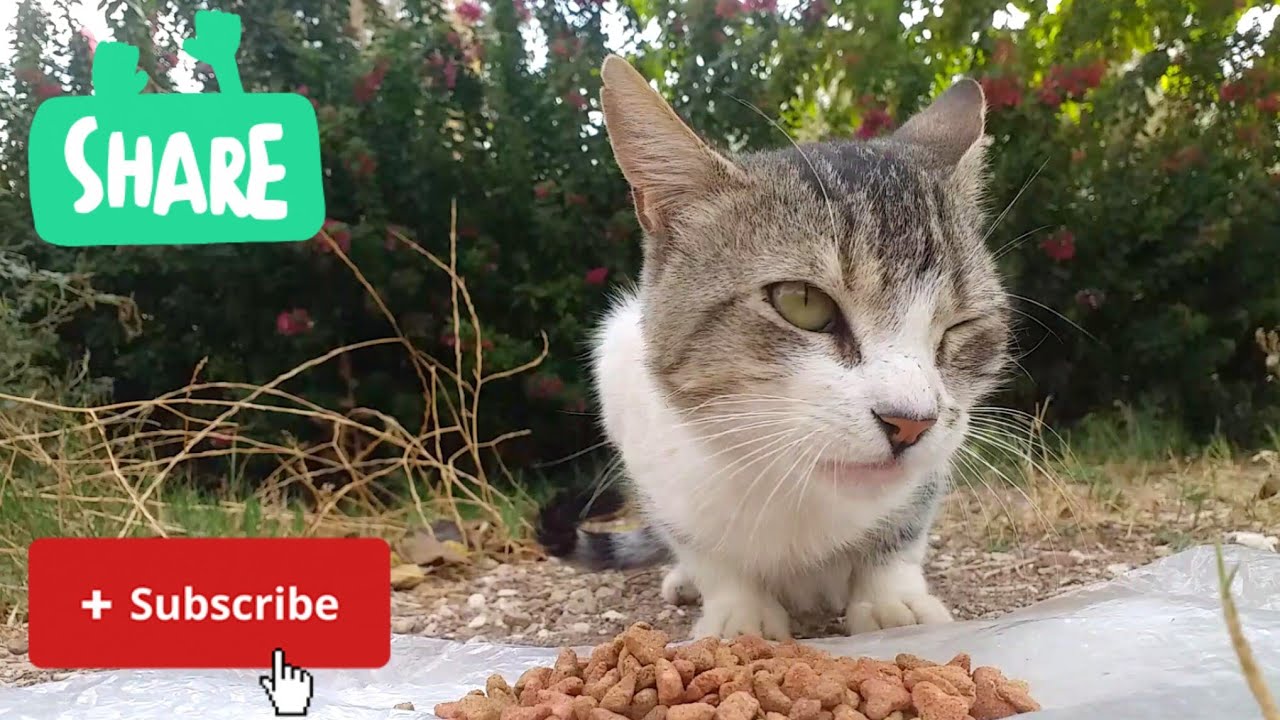 Beautiful Cat Eating Its Food 😘😻 - YouTube