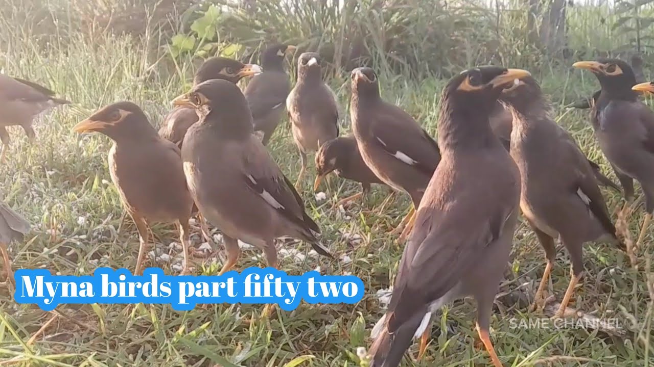 Myna birds part fifty two | SAME CHANNEL - YouTube