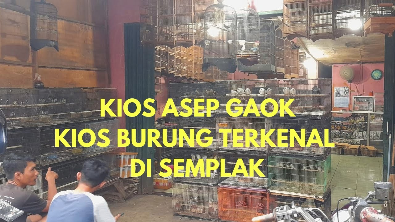 REVIEW STOK BURUNG KIOS ASEP GAOK || KIOS BURUNG TERKENAL DI SEMPLAK ...