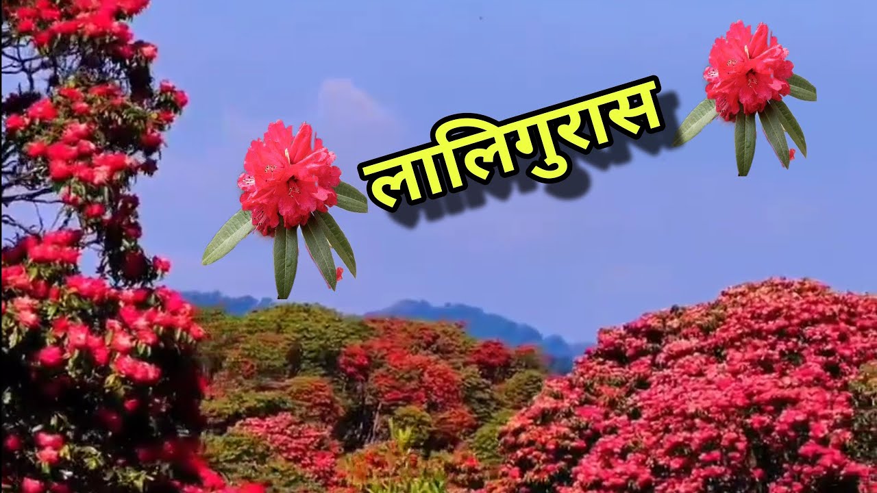 लालिगुरास / जंगलमा ढकमक लालिगुरास फुलेकाे / Nepali national flower ...