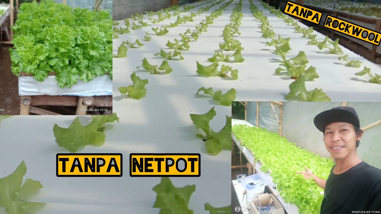 CARA Semai Selada Tanpa Rockwool || CARA Menanam Selada Tanpa Netpot ...