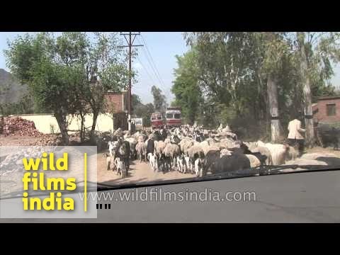 A shepherd herding his goats in Shimla - YouTube
