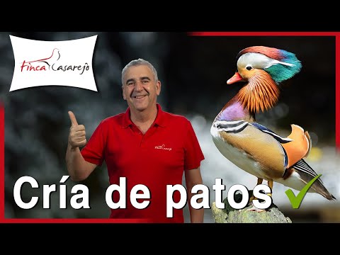10 consejos sobre los patos 🦆